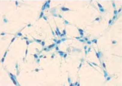 Spring 2021 | Biotechnology Program (BIT)